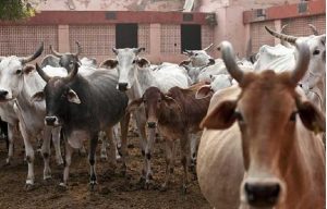 Sekarang Potong Sapi di India Dihukum Penjara Seumur Hidup, Simpan ...